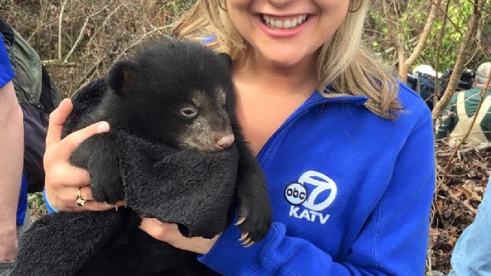 Black Bears: population growing in Arkansas | KATV