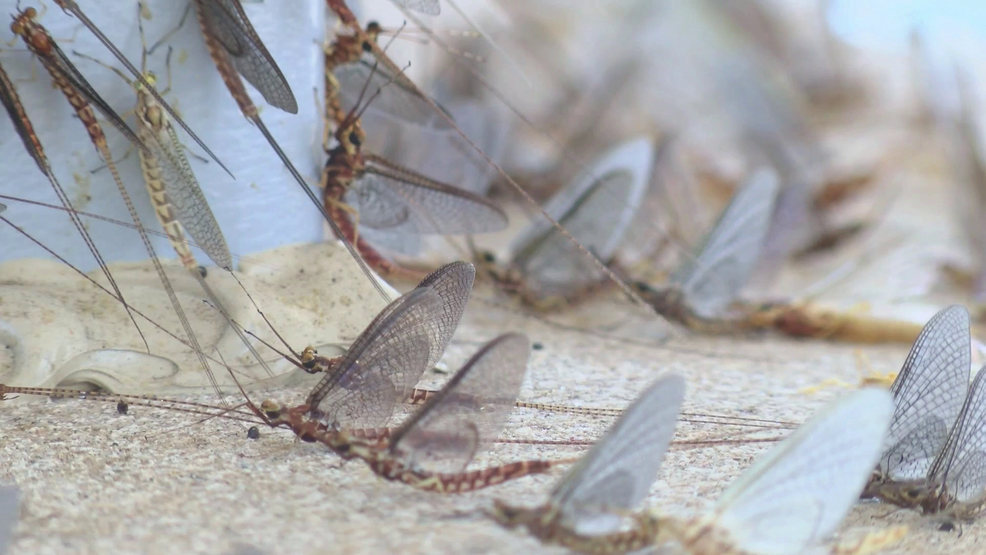 Lake Erie mayflies still waiting to hatch | WNWO