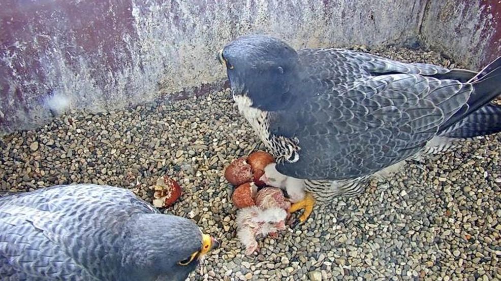 WATCH: Final peregrine falcon egg hatches at WPS Power Plant | WLUK
