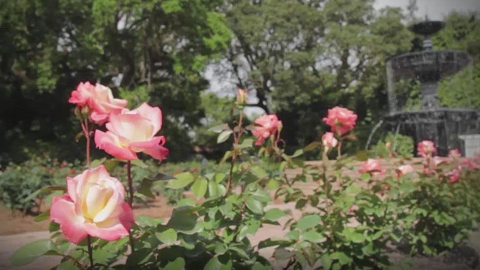 Fertilizing your roses | WPMI