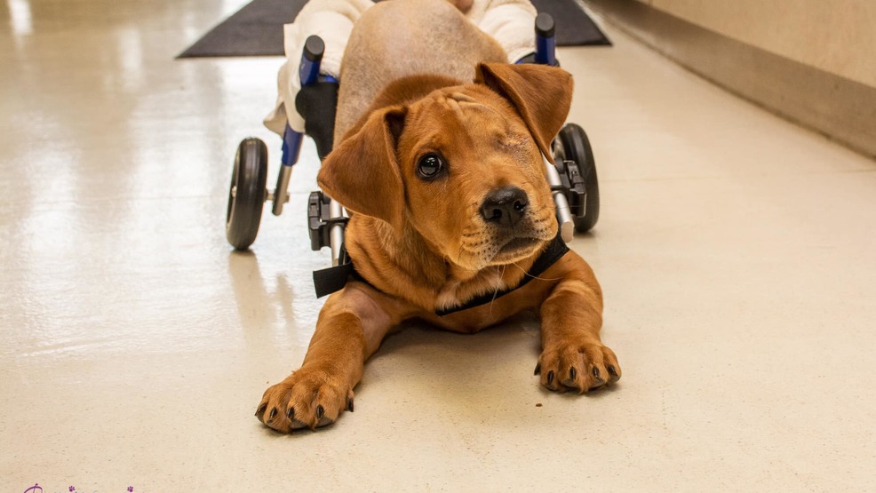Area puppy that lost its back legs, eye, fitted with doggie wheelchair ...