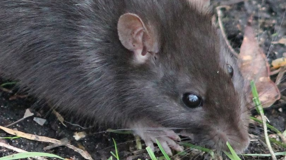 Oregon cities crawling with rats - especially Astoria | KOMO