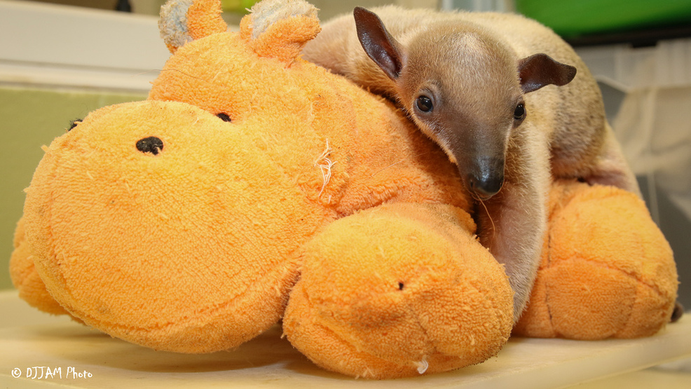 The Cincinnati Zoo has chosen a name for new baby Tamandua: "Mani" | WKRC