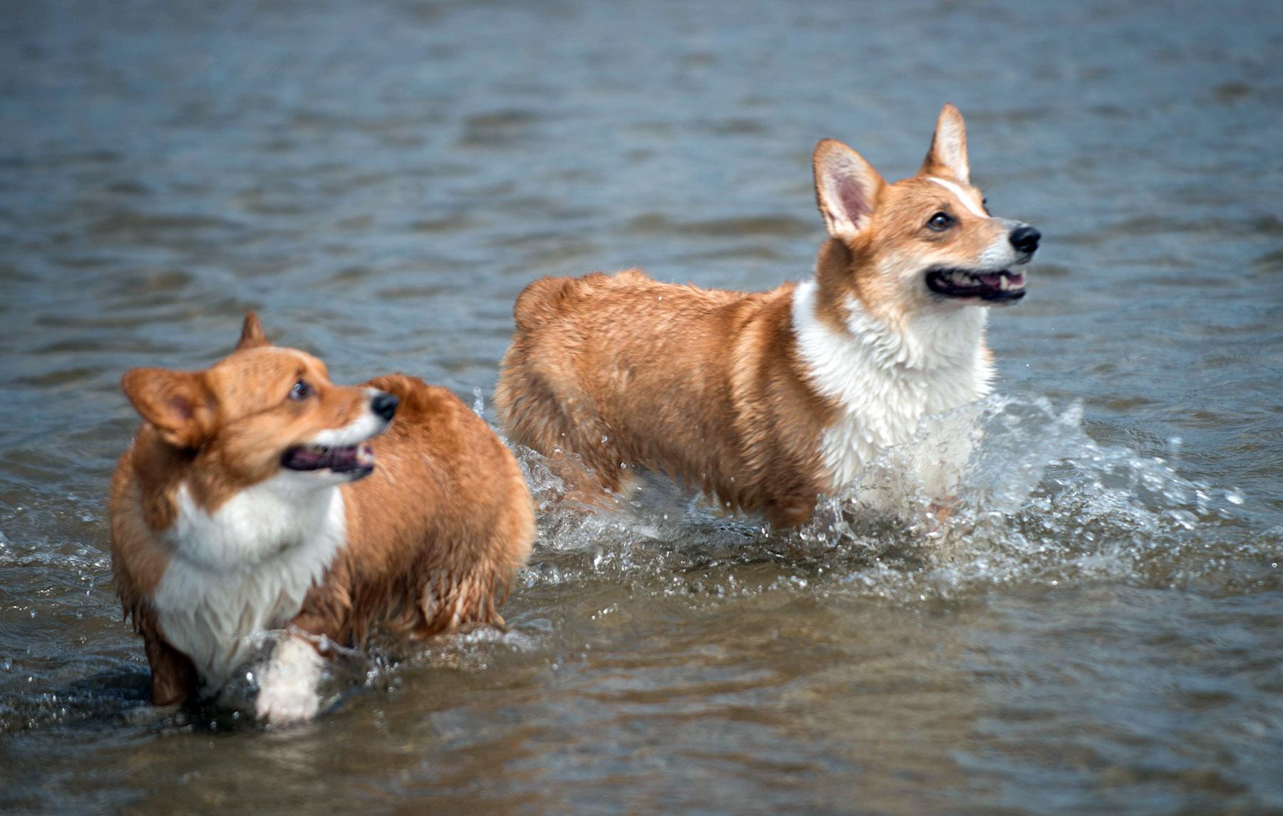 Photos: Corgis fill Cannon Beach, Ore. for annual Corgi Beach Day! | KATU