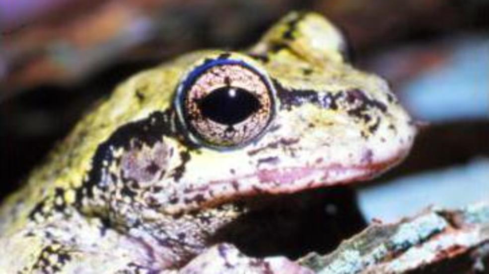 Bill to make gray tree frog official amphibian of Michigan introduced ...