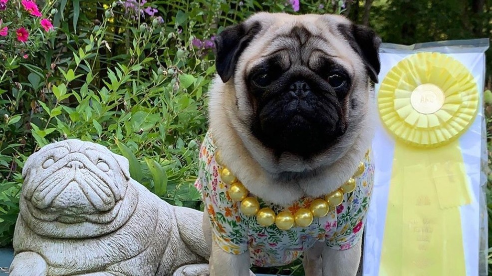 Famous Portland pug found, reunited with owner | WGME